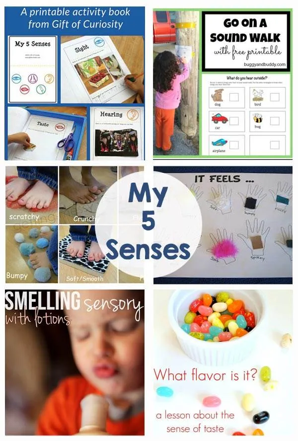 My 5 Senses - Activities and Printables - The Crafting Chicks